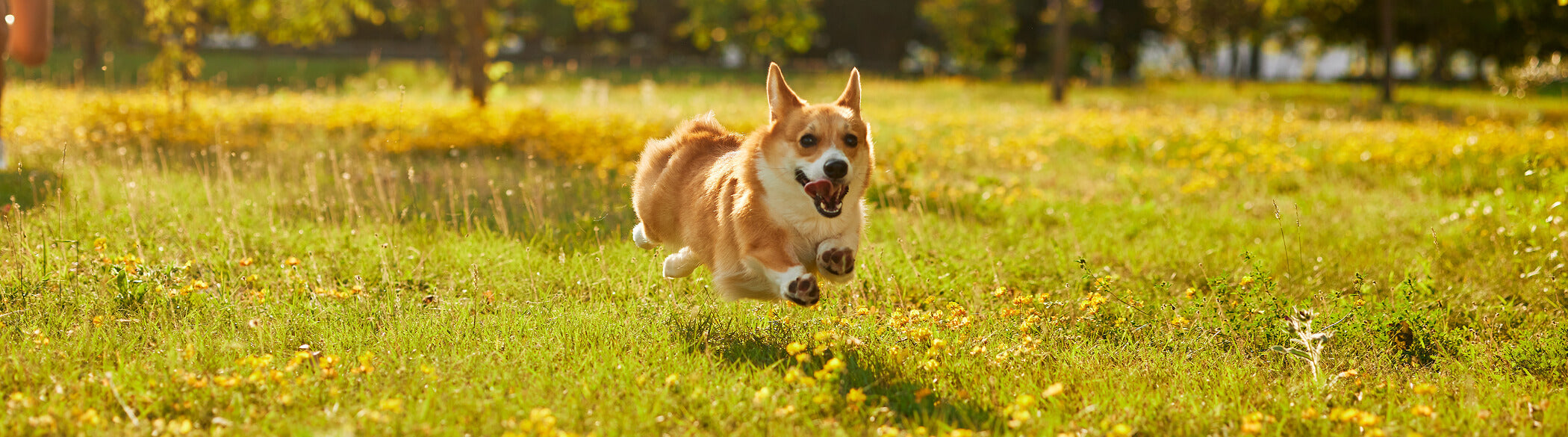 Dog - Percys Pet Products